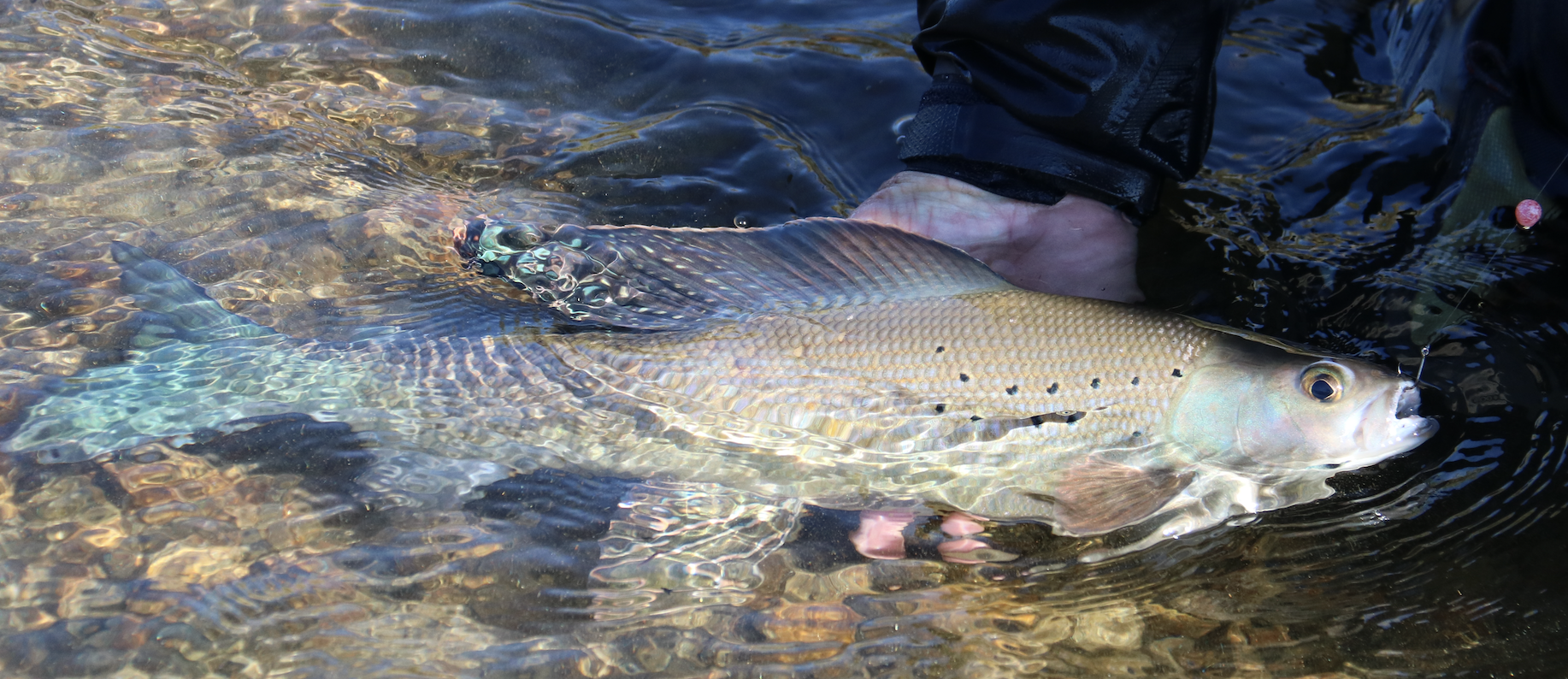 Arctic Grayling: Alaska’s Premier Glamor Fish - Becharof Lodge On The ...