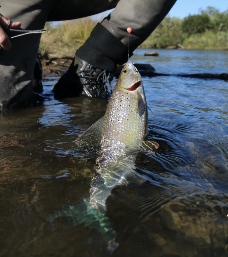 Arctic Grayling: Alaska’s Premier Glamor Fish - Becharof Lodge On The ...